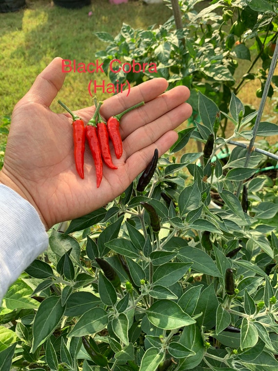 Black Cobra Pepper Seeds - Etsy
