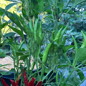Takanotsume Pepper Seeds - Etsy