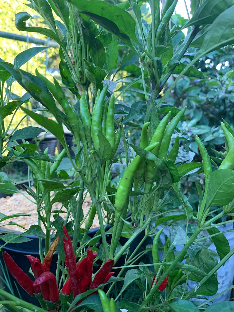 Takanotsume Pepper Seeds - Etsy