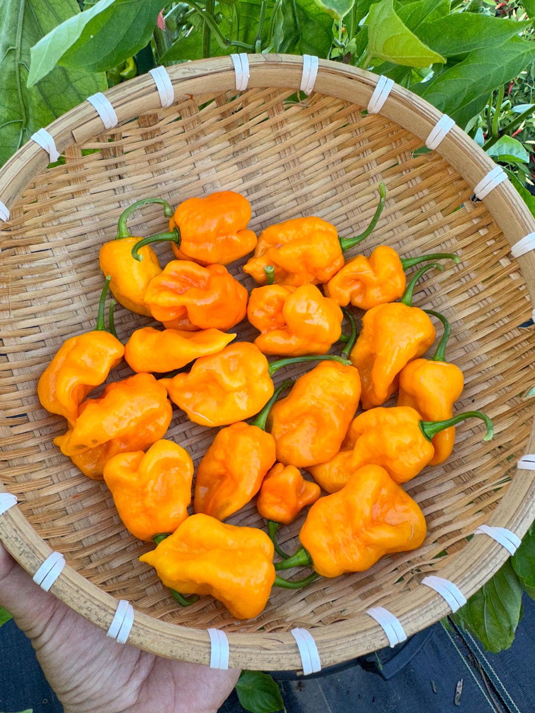 Borg 9 Yellow Pepper Seeds - Etsy