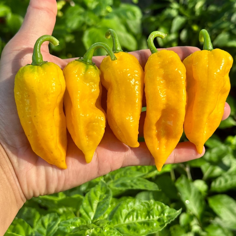 Lucifer Plant - Etsy
