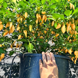 Beni Highland Orange Pepper Seeds - Etsy