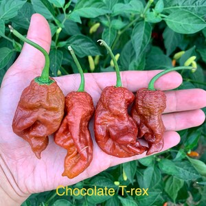 Chocolate T-rex Pepper Seeds - Etsy