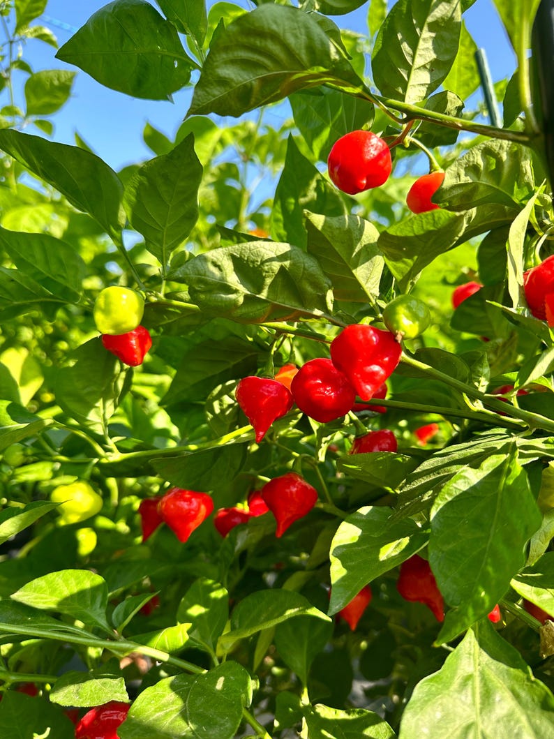Turkish Cap Pepper Seeds - Etsy