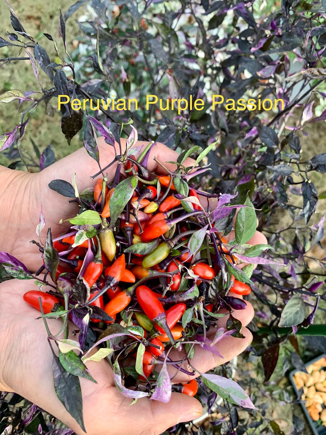 Peruvian Purple Passion Pepper Seeds - Etsy