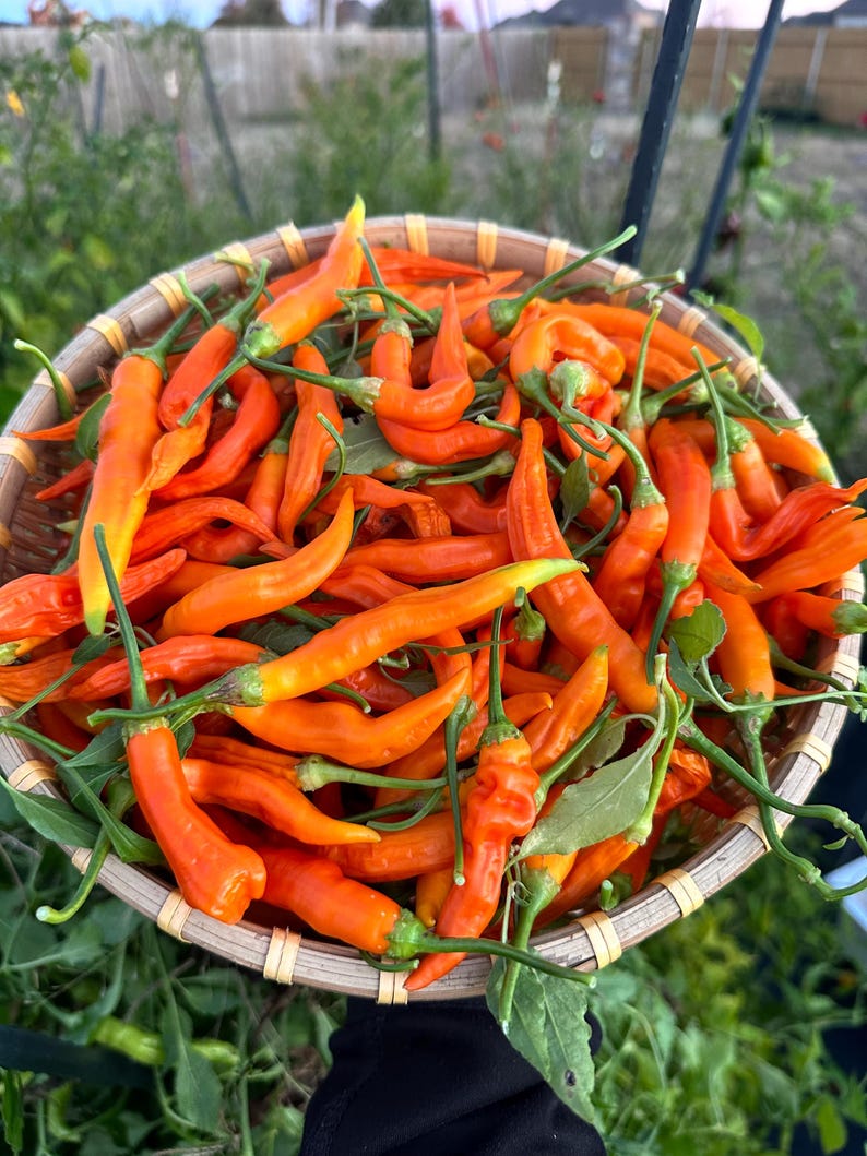 Aji Inca Berry XL Orange Pepper Seeds - Etsy