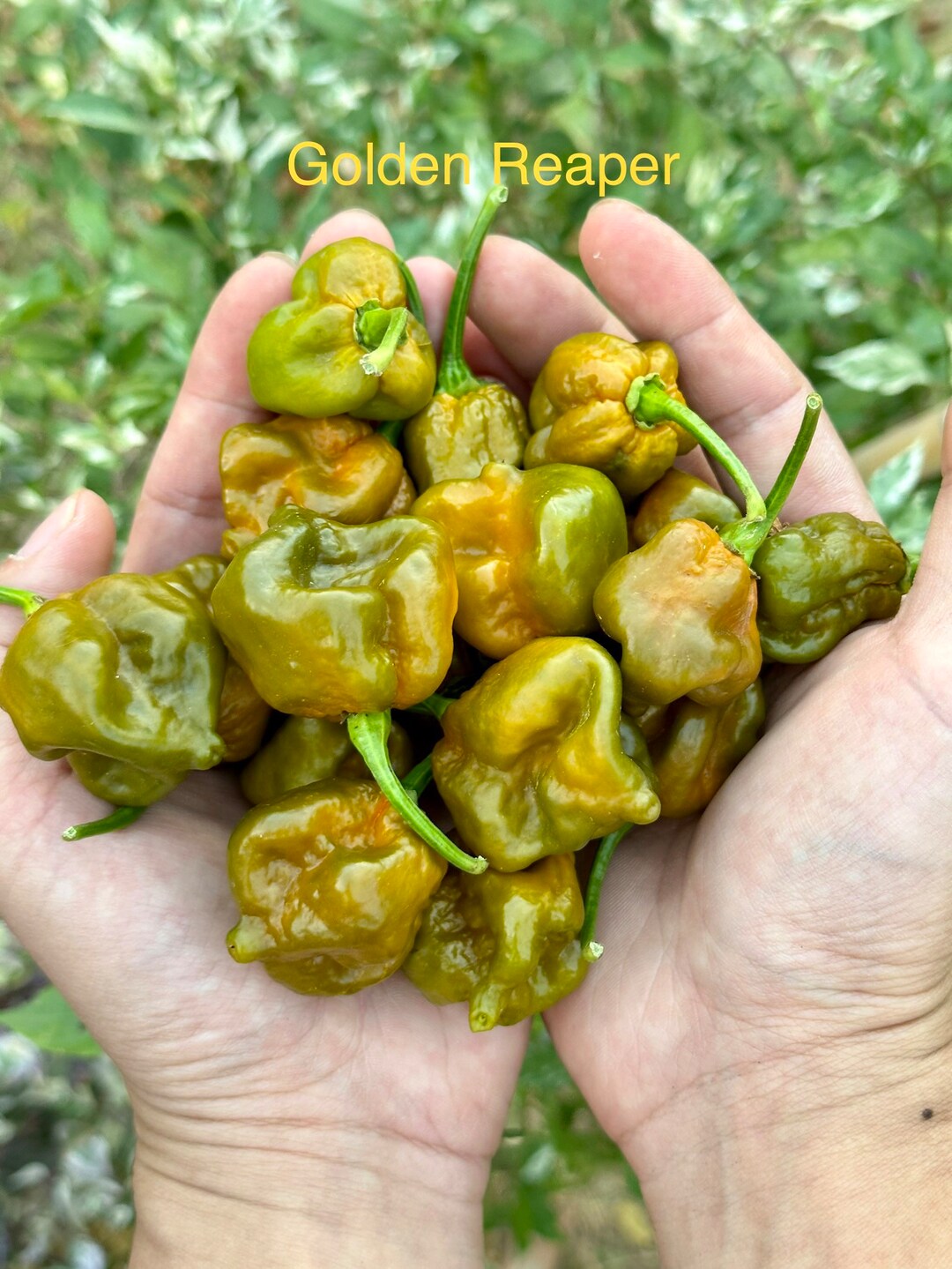 Golden Reaper Pepper Seeds - Etsy