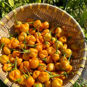 Aji Mango Stumpy Pepper Seeds - Etsy