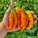 Aji Inca Berry XL Orange Pepper Seeds - Etsy