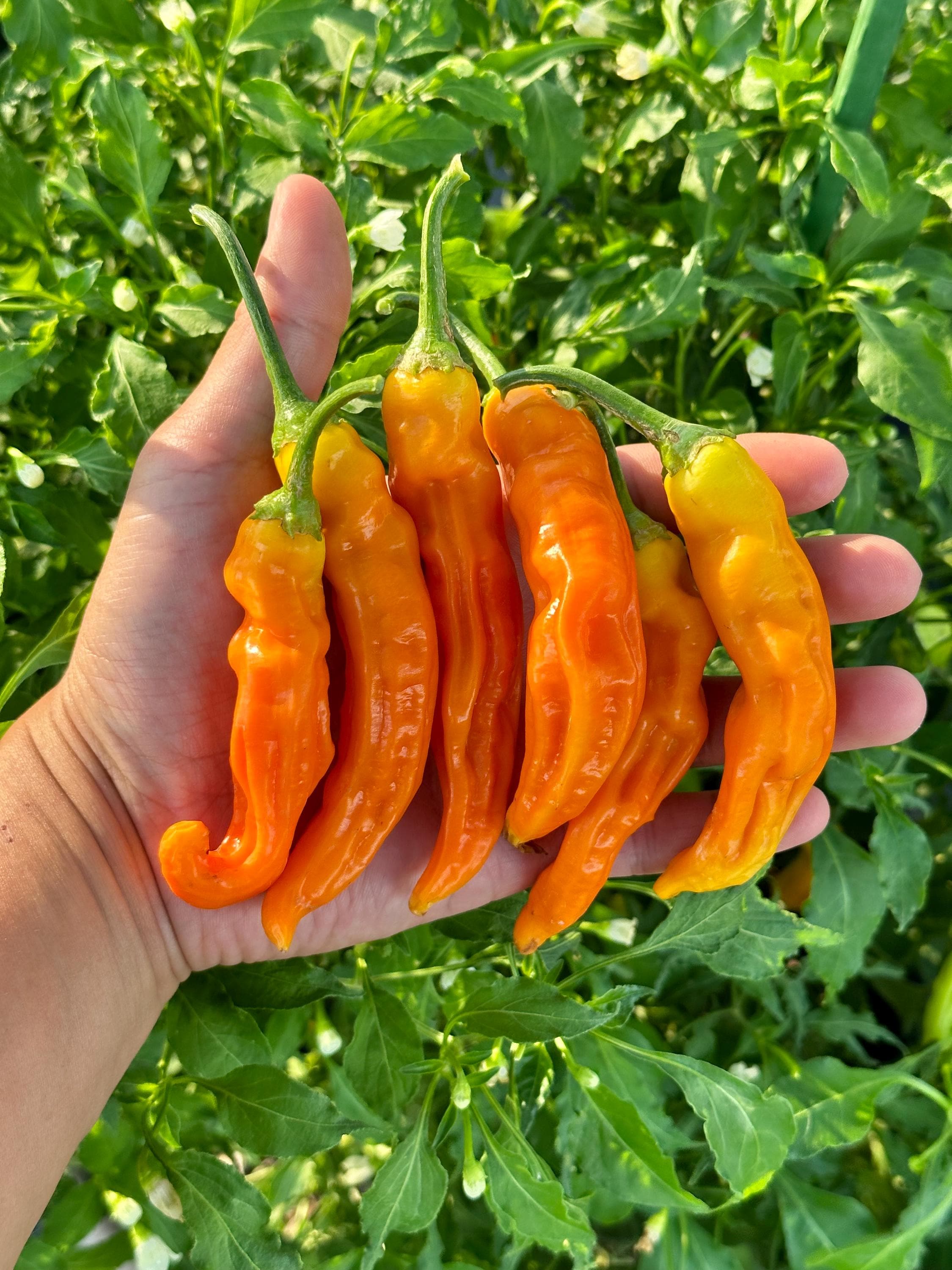 Aji Inca Berry XL Orange Pepper Seeds - Etsy