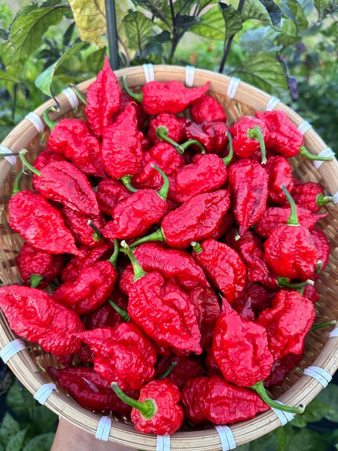 Borg 9 Purple/red Pepper Seeds - Etsy