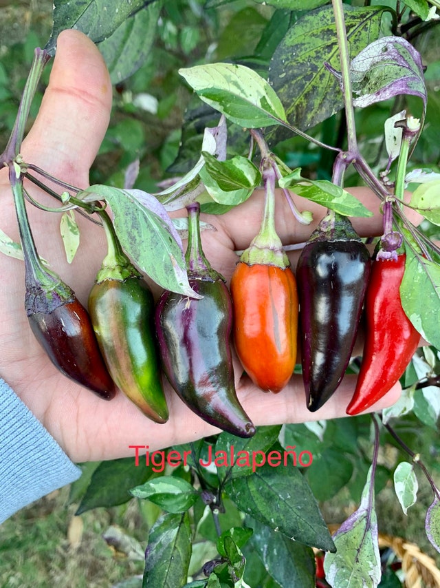 HotPepperSeedsShop - Etsy