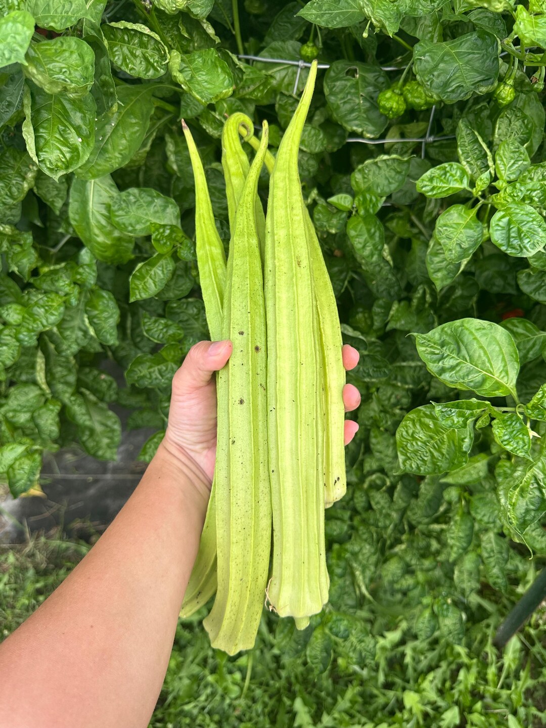 Louisiana 16 Inch Okra Seeds - Etsy