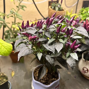 Explosive Ember Pepper Seeds - Etsy