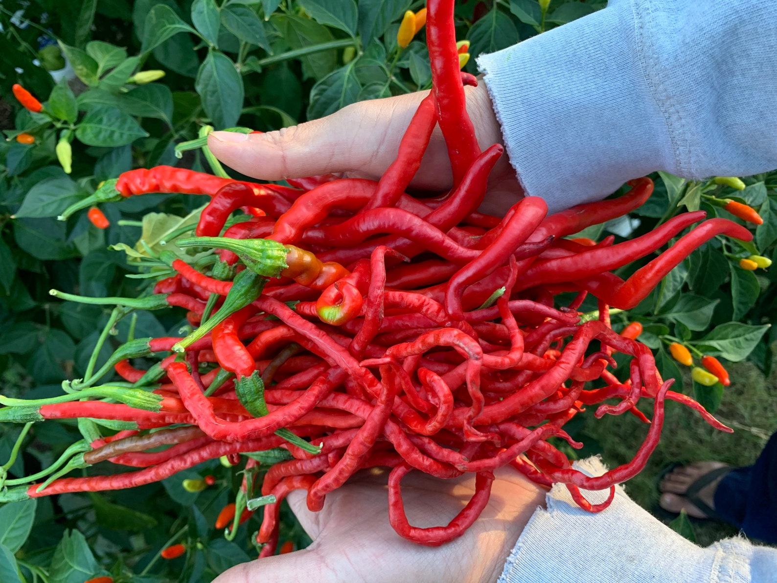 Thunder Mountain Longhorn Pepper Seeds - Etsy
