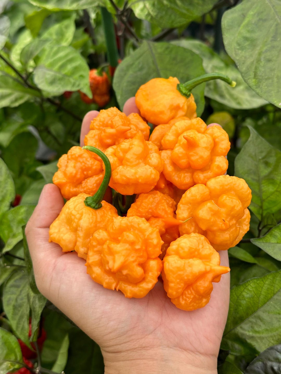 KS Peach Starrkist Pepper Seeds - Etsy