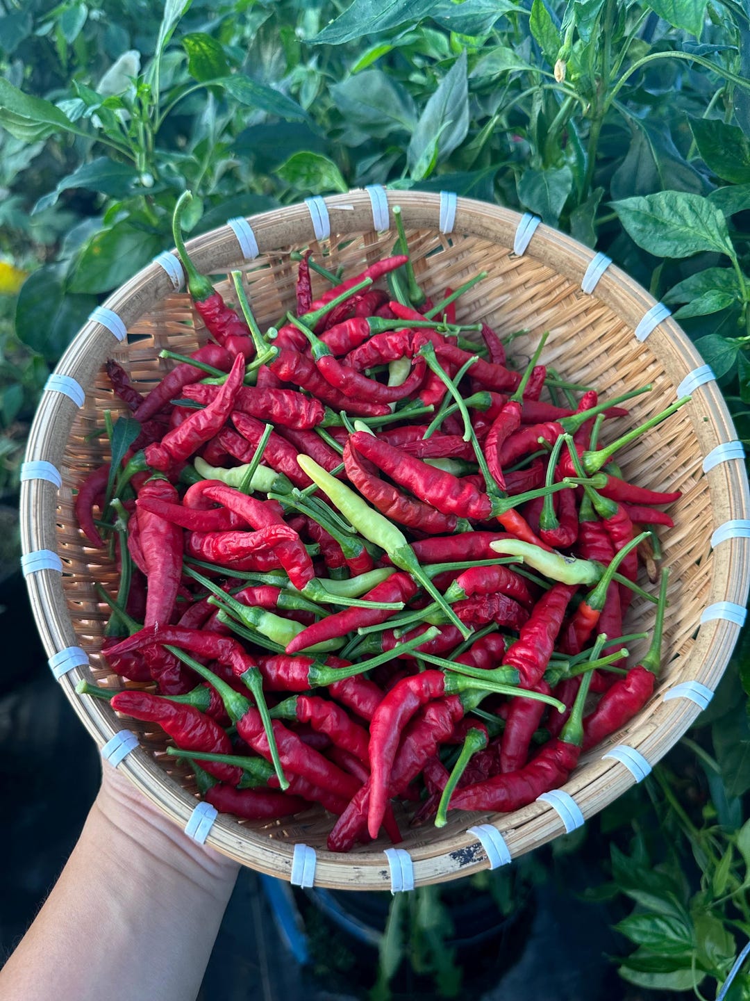 KS Snow Queen Pepper Seeds - Etsy