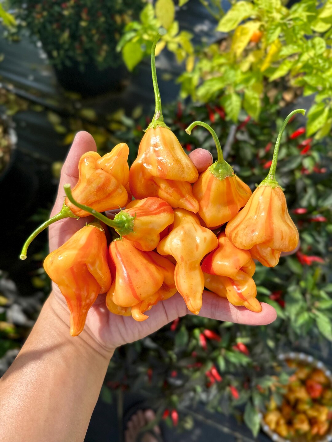 Tangerine Tiger Pepper Seeds - Etsy