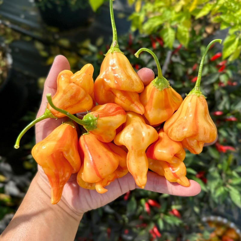 Rare Pepper Seeds - Etsy
