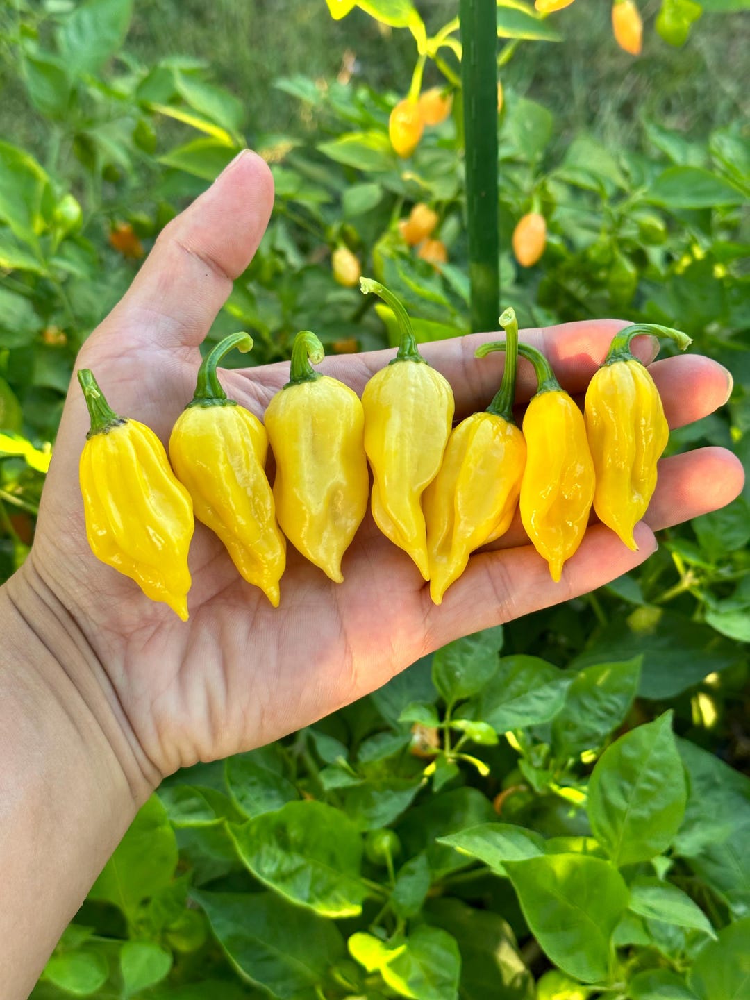 KS Yellow Flame Pepper Seeds - Etsy