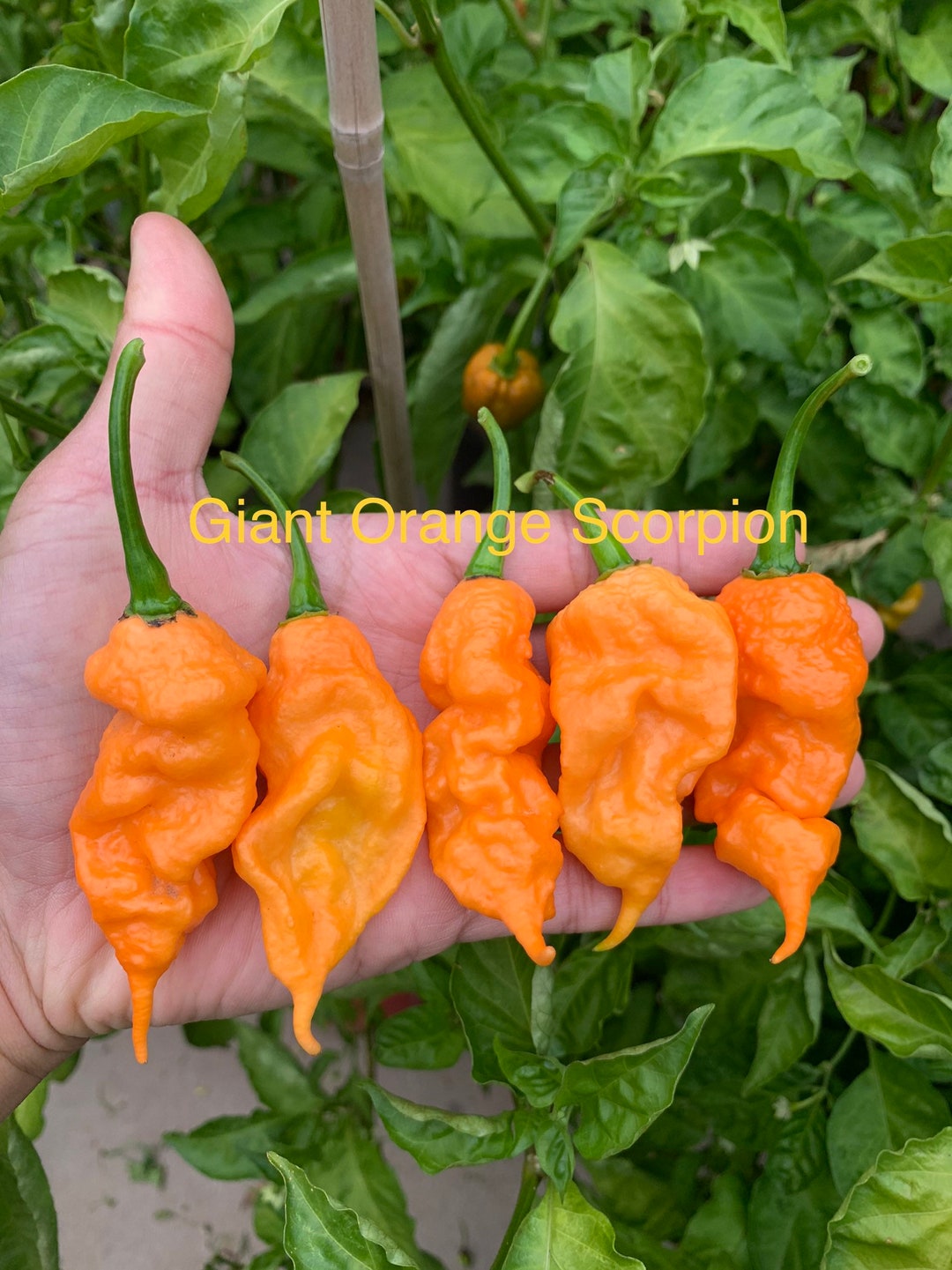 Giant Orange Scorpion Pepper Seeds - Etsy Canada