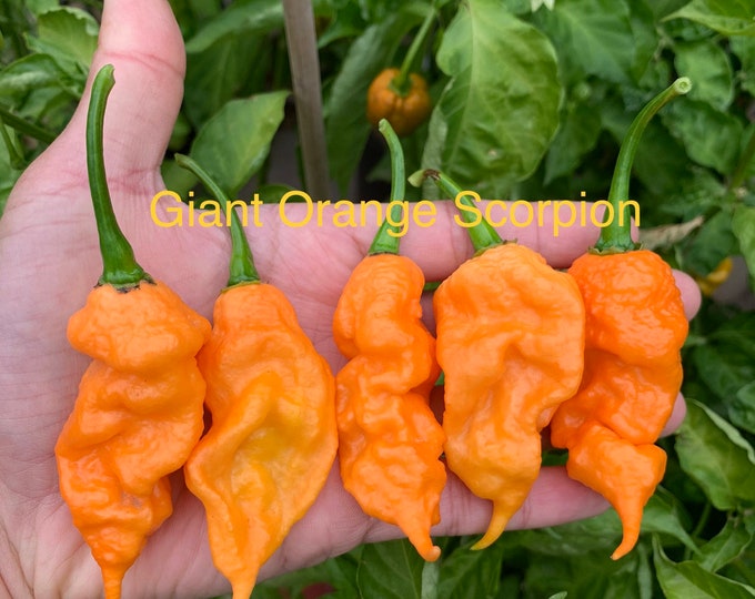 Aji Orange Drop Limon Kellu Uchu Chile Heirloom Pepper Premium Seed ...