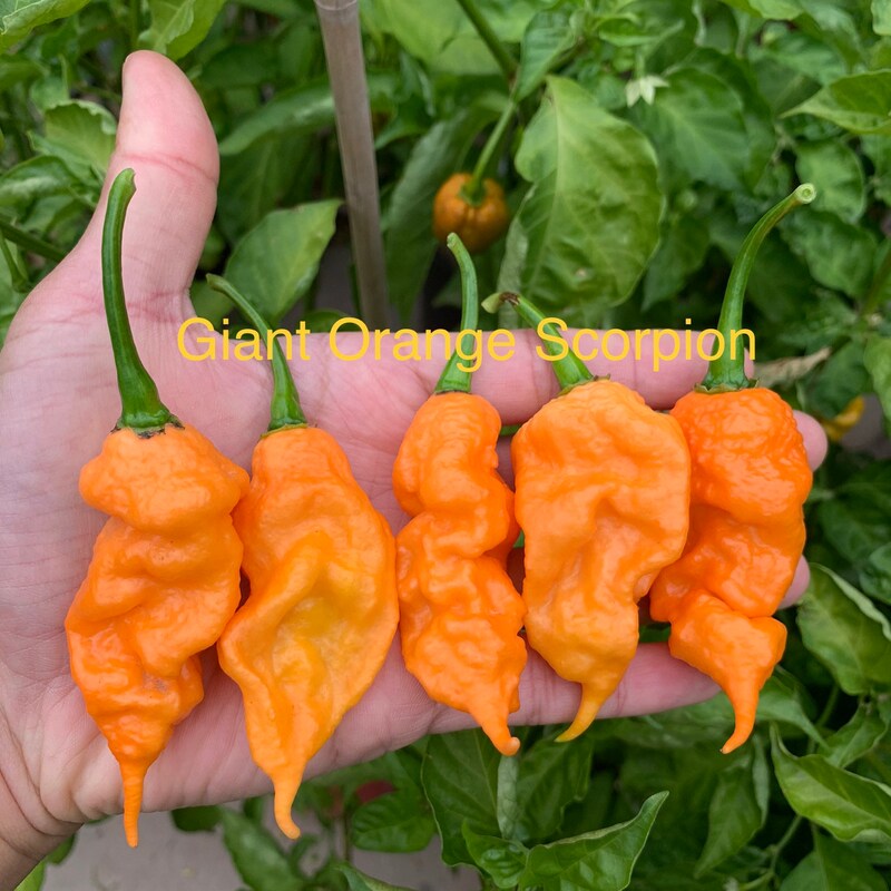 HotPepperSeedsShop (Ships from: the US) - Etsy