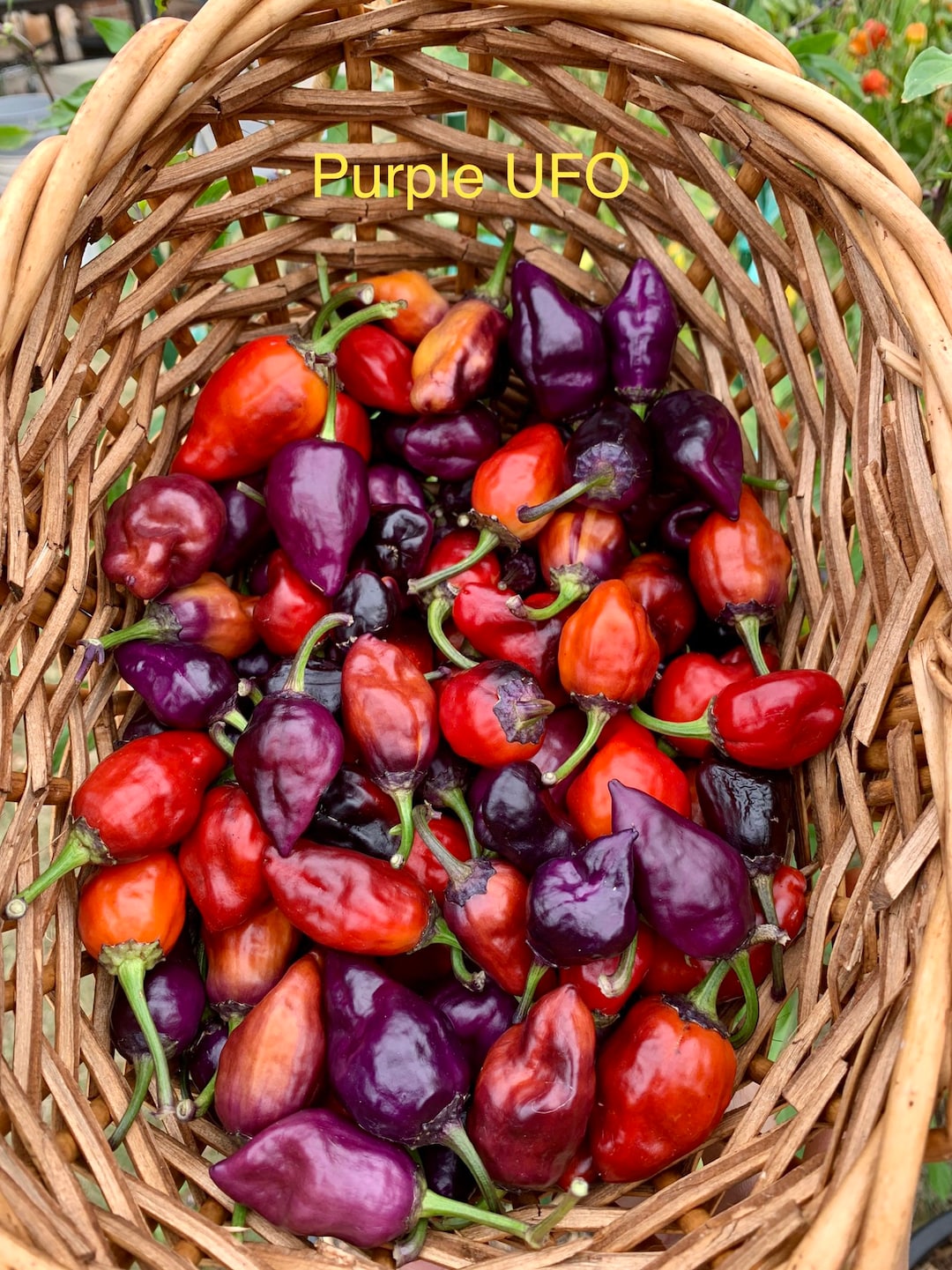 Purple UFO Pepper Seeds - Etsy