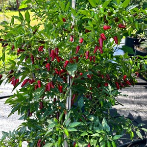Zimbabwe Bird Eye Pepper Seeds - Etsy