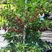 Zimbabwe Bird Eye Pepper Seeds - Etsy