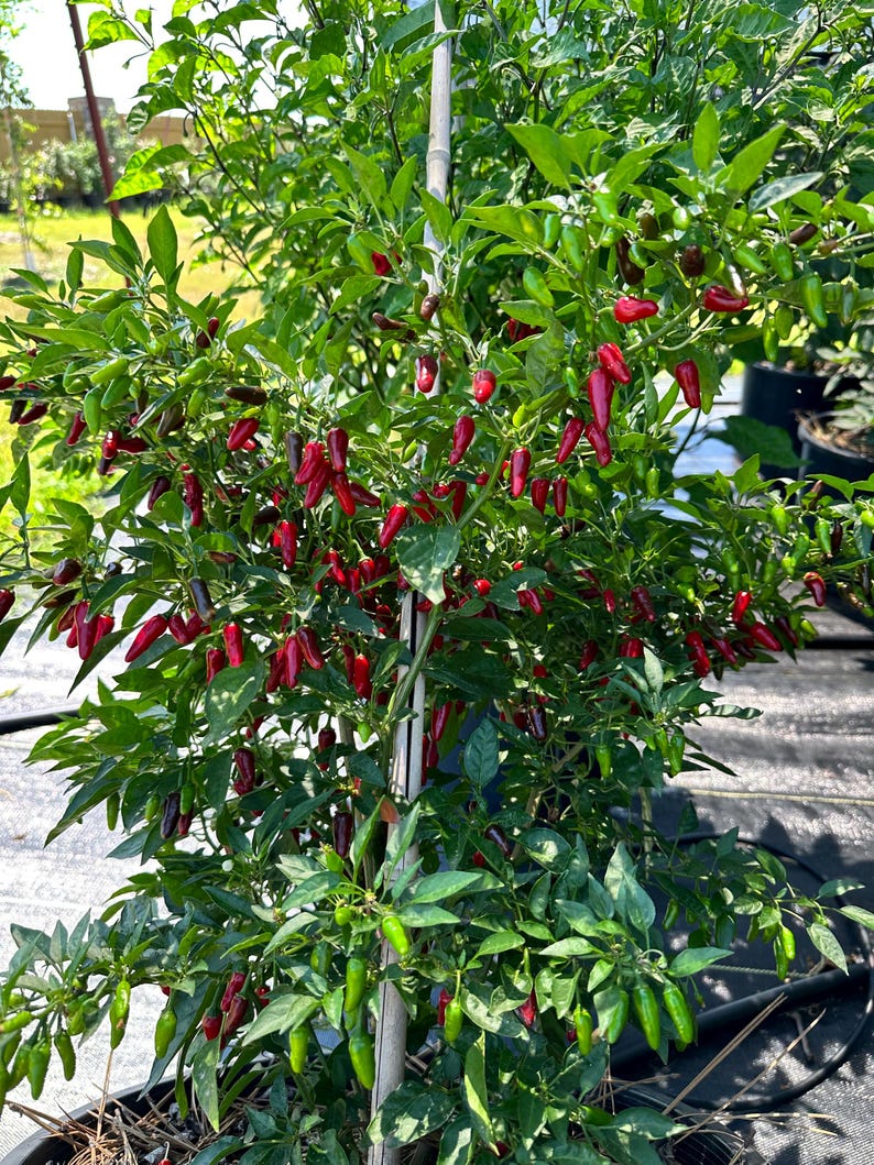 Zimbabwe Bird Eye Pepper Seeds - Etsy