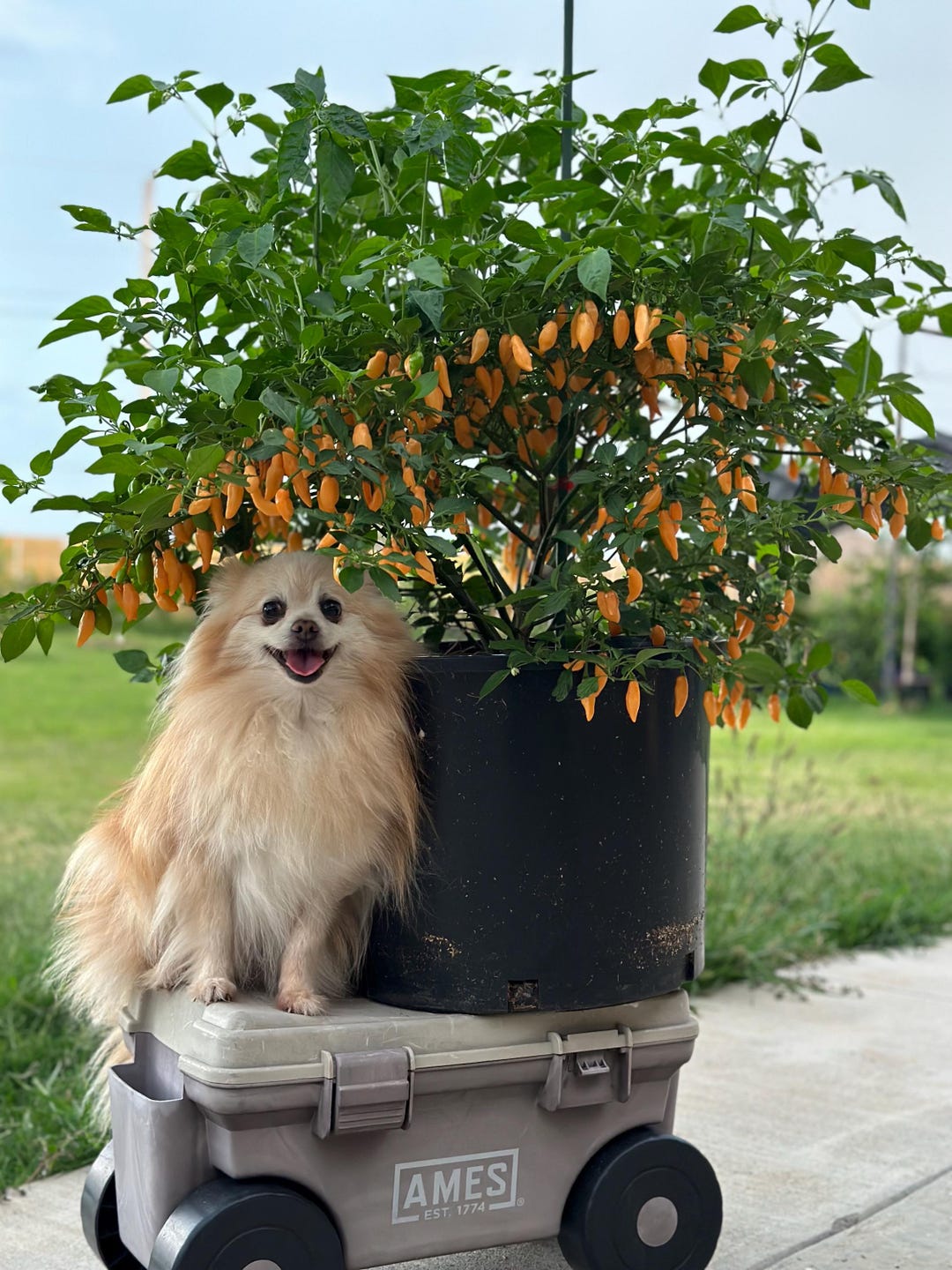 Beni Highland Orange Pepper Seeds - Etsy