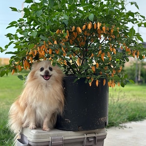 Beni Highland Orange Pepper Seeds - Etsy