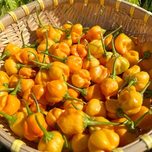 Aji Mango Stumpy Pepper Seeds - Etsy