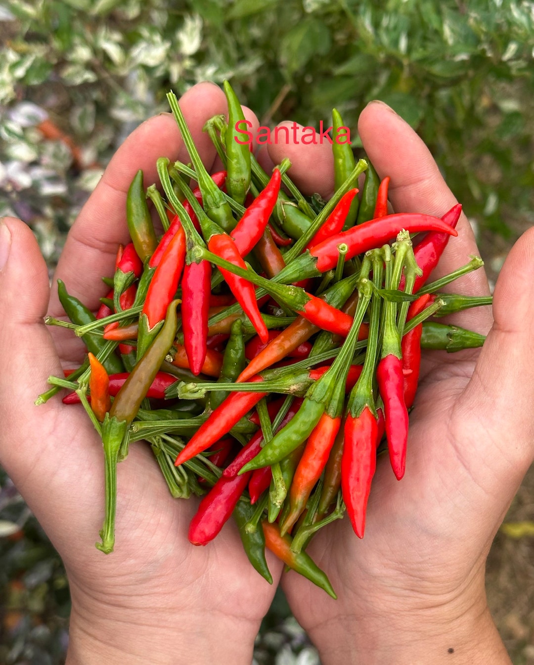 Santaka Pepper Seeds - Etsy