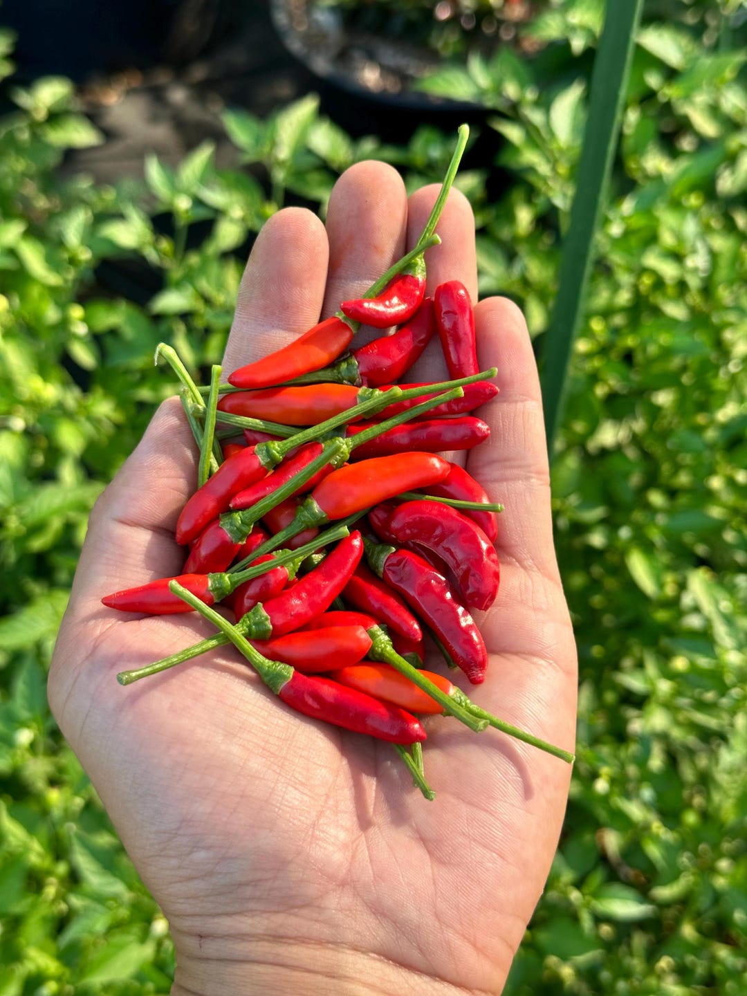 Siling Labuyo Pepper Seeds - Etsy
