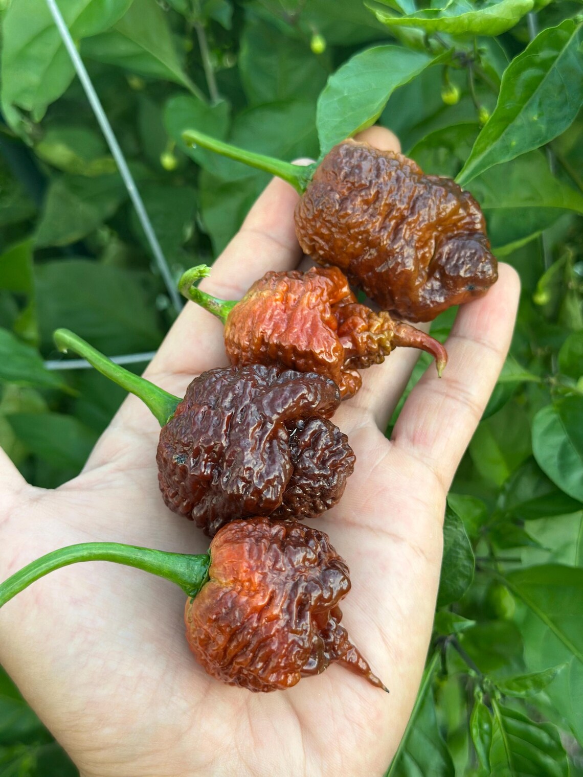 Amnesia Pepper Seeds - Etsy