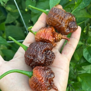 Amnesia Pepper Seeds - Etsy