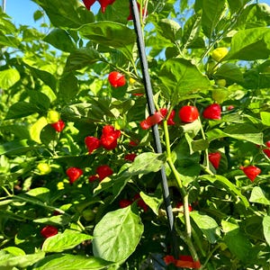 Turkish Cap Pepper Seeds - Etsy