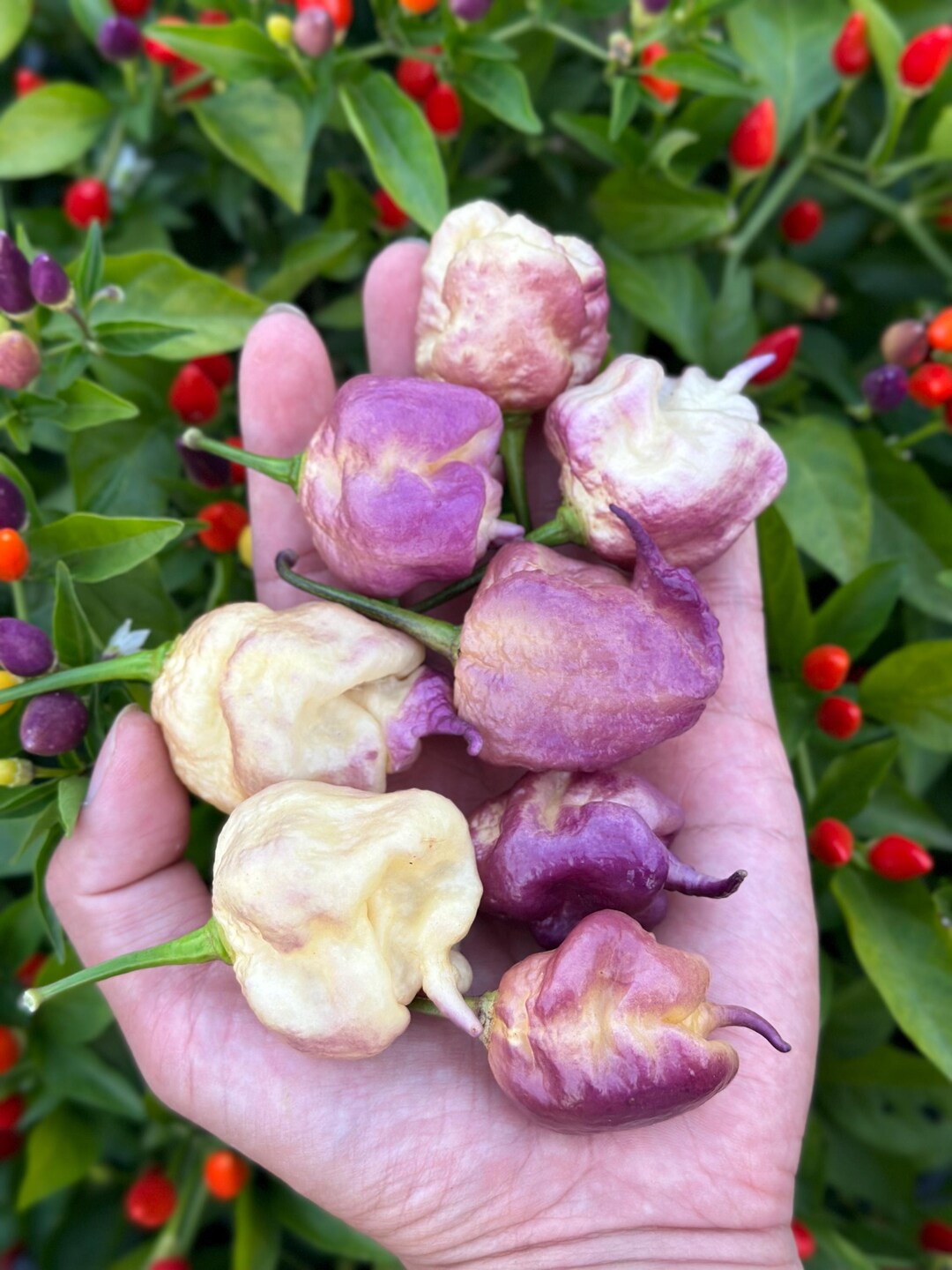Snow White Moruga Pepper Seeds - Etsy