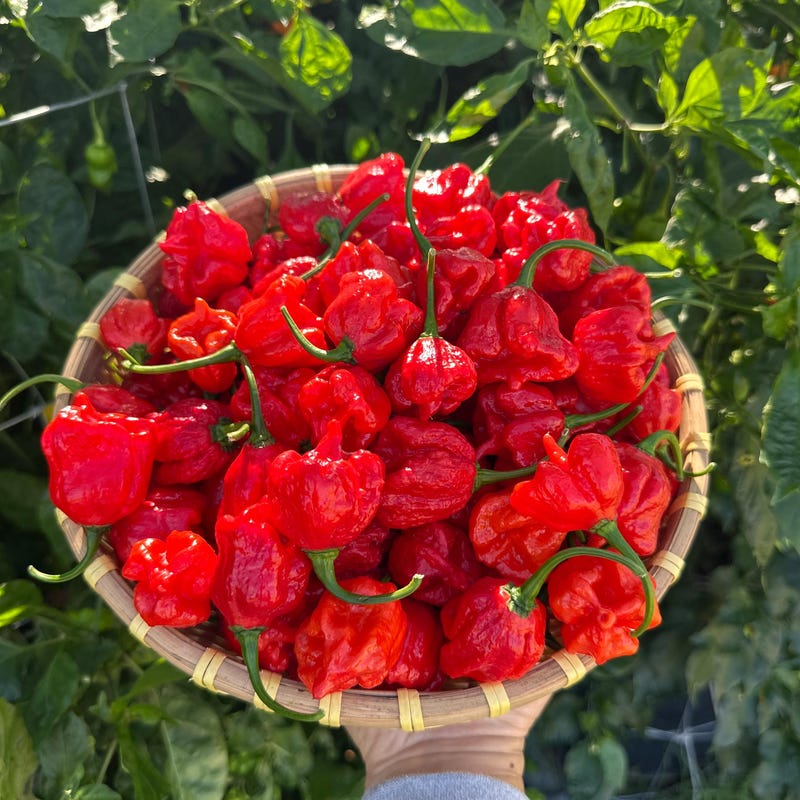7 Pot Primo Pepper Plant - Etsy