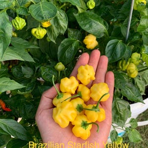Brazilian Starfish Yellow Pepper Seeds - Etsy