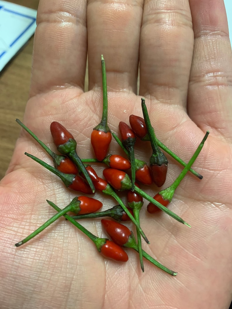 Purple Princess Pepper Seeds - Etsy