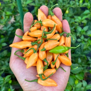 Beni Highland Orange Pepper Seeds - Etsy