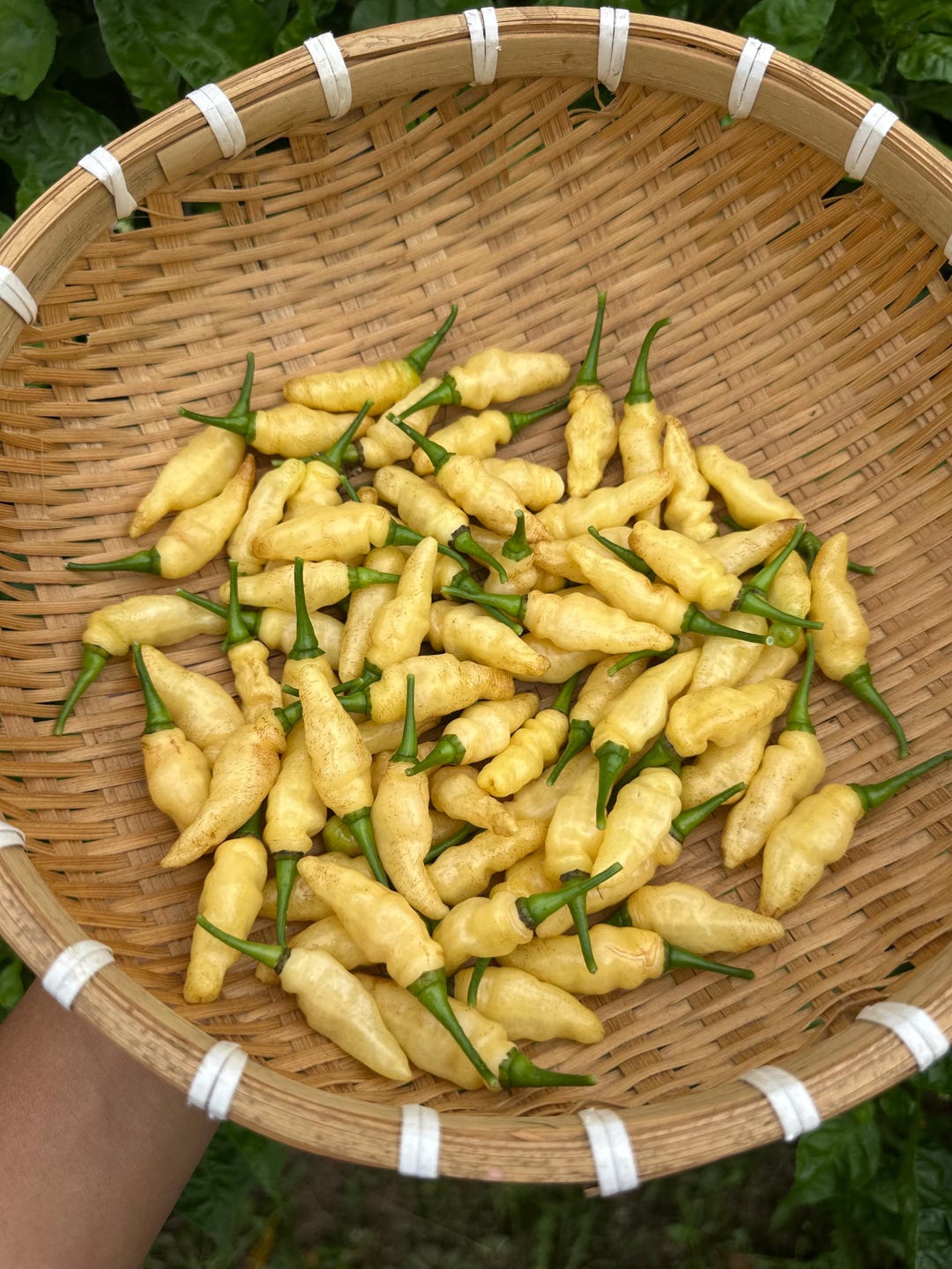 Peach Wasp Pepper Seeds - Etsy