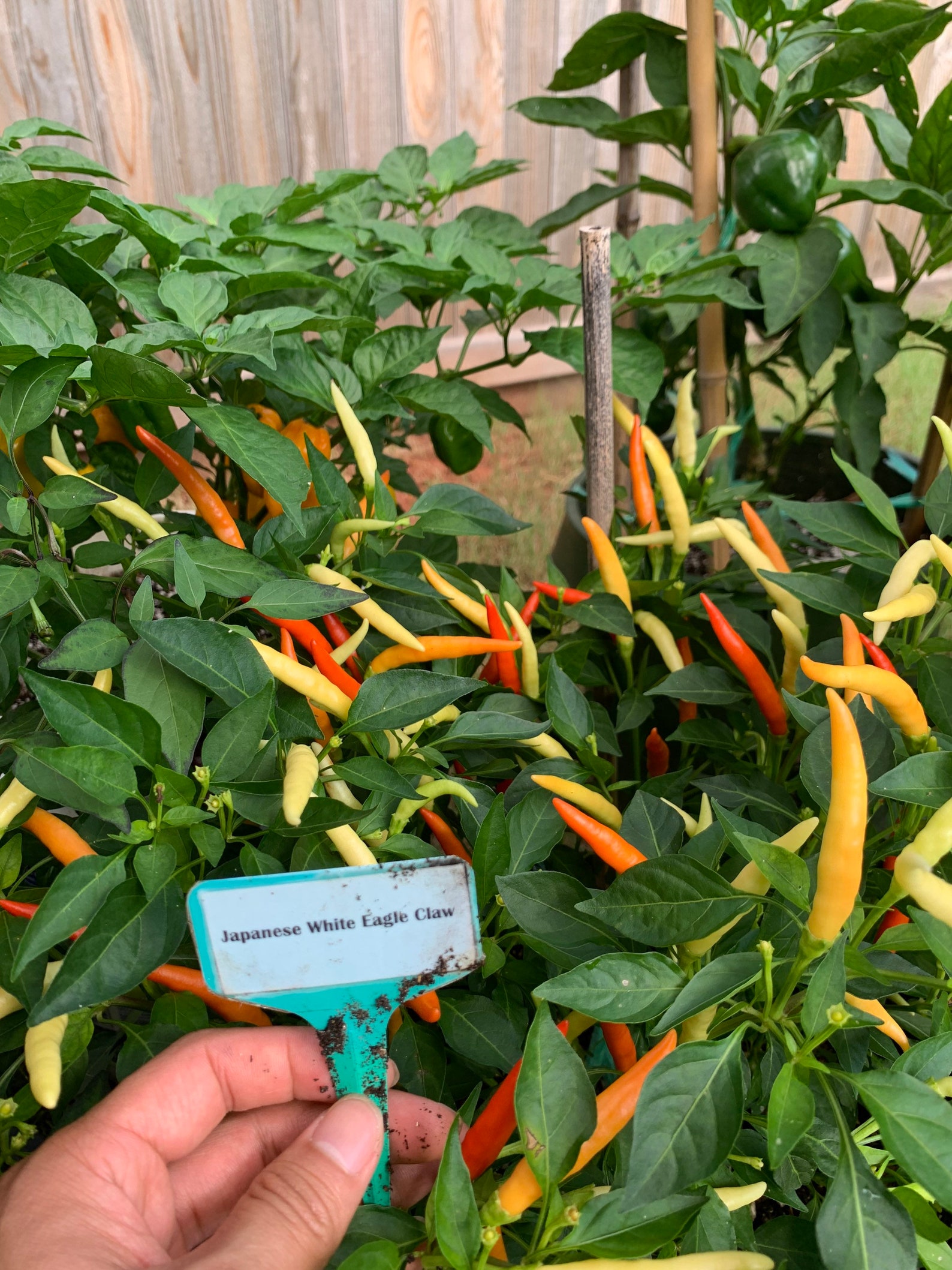 Japanese White Eagle Claw Pepper Seeds - Etsy