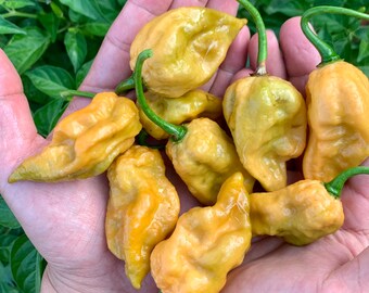 Sepia Serpent douglah X Reaper Pepper Premium Seed Packet - Etsy