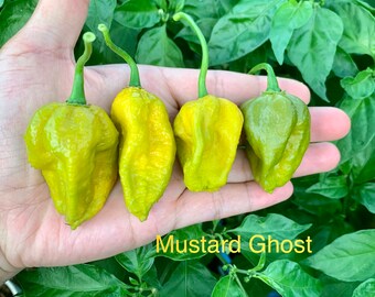 Yellow Peter Chili Willy Heirloom Pepper Premium Seed Packet More - Etsy