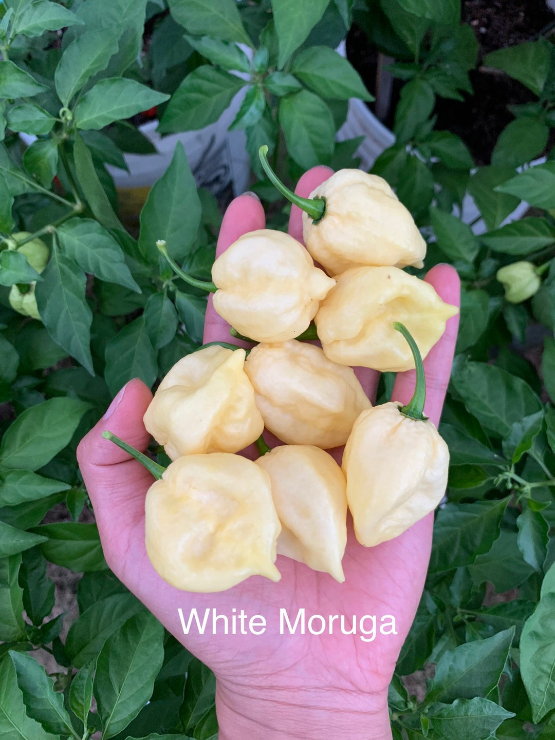 White Moruga Pepper Seeds - Etsy