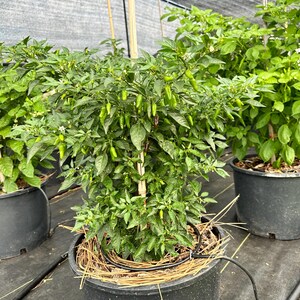 Zimbabwe Bird Eye Pepper Seeds - Etsy